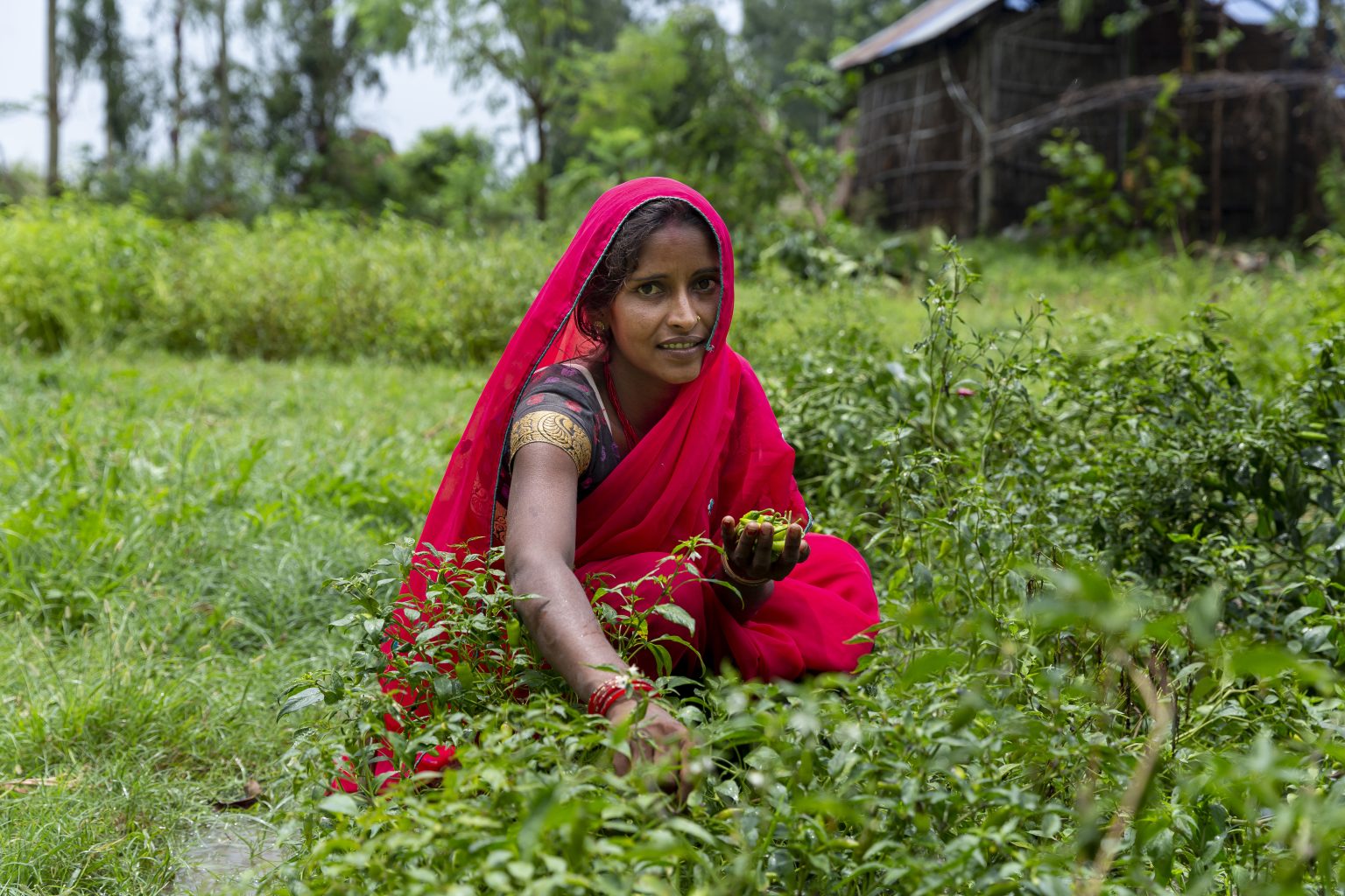 Request for Proposal (RFP) For Developement and Printing of Household ...